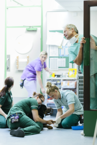 OVMA | Veterinary Assistant Program